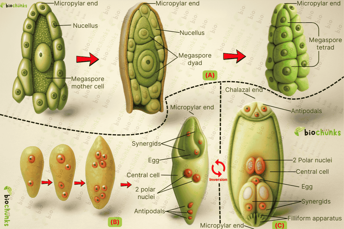 Sexual Reproduction in Flowering Plants - #1 best NCERT Notes 🙂 – Easy ...