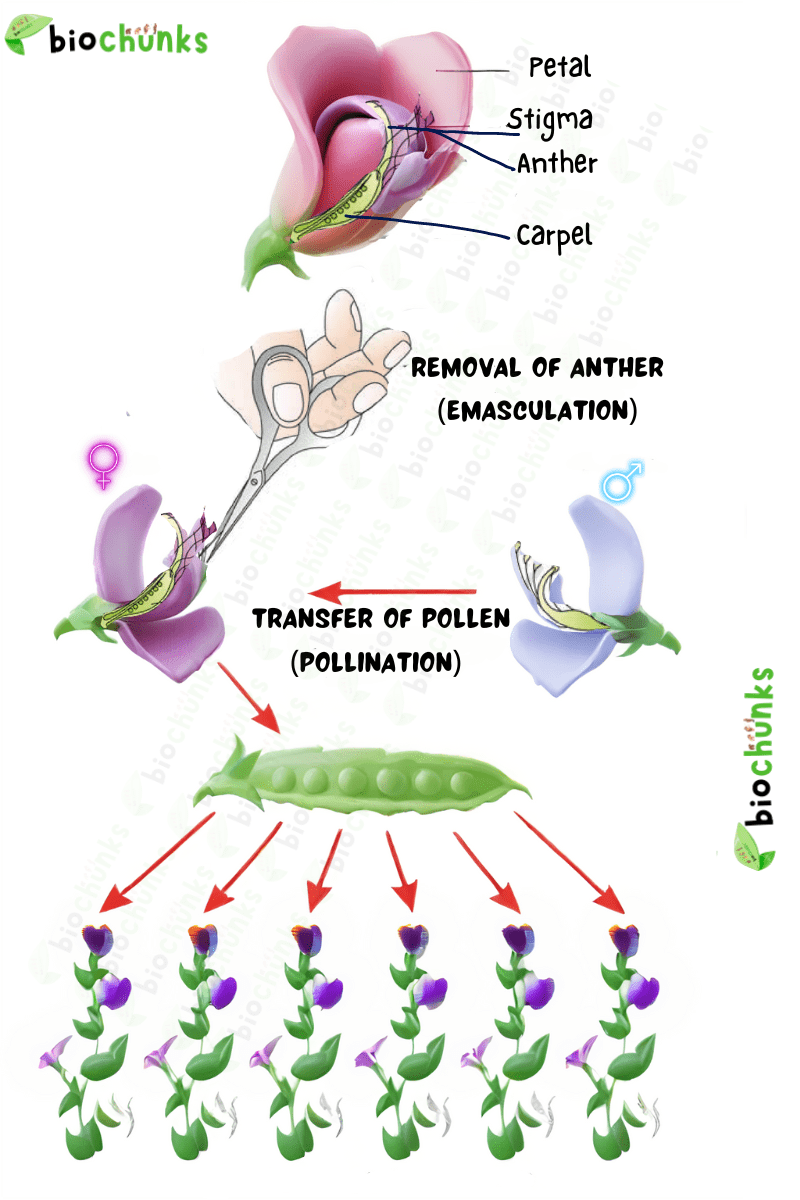 Principles of Inheritance and Variation - #1 best NCERT Notes 🙂 – Easy ...